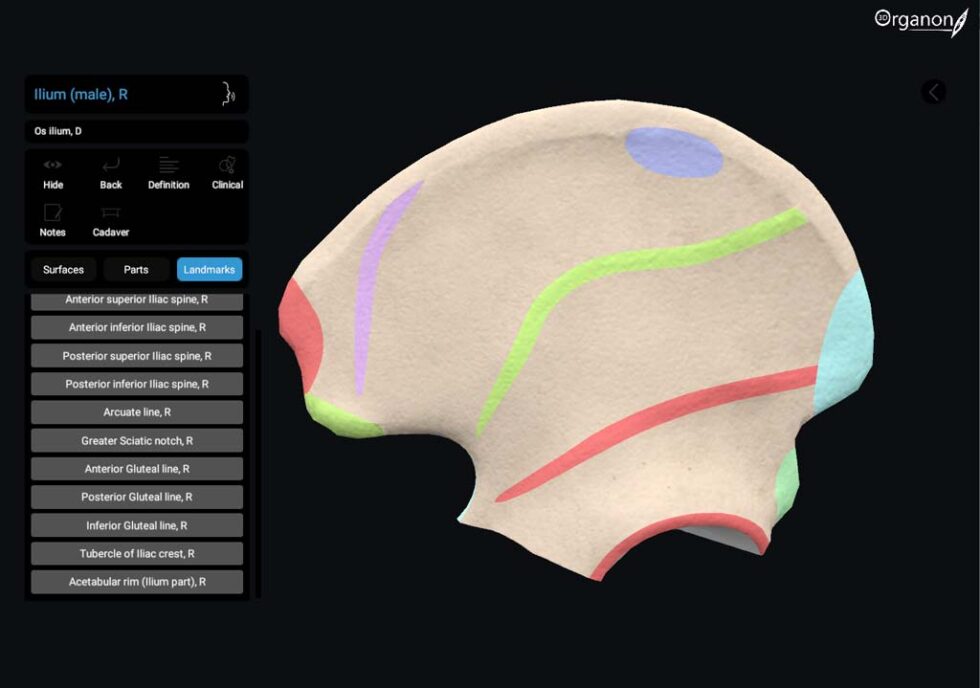 3D Organon for Students | 3D ORGANON