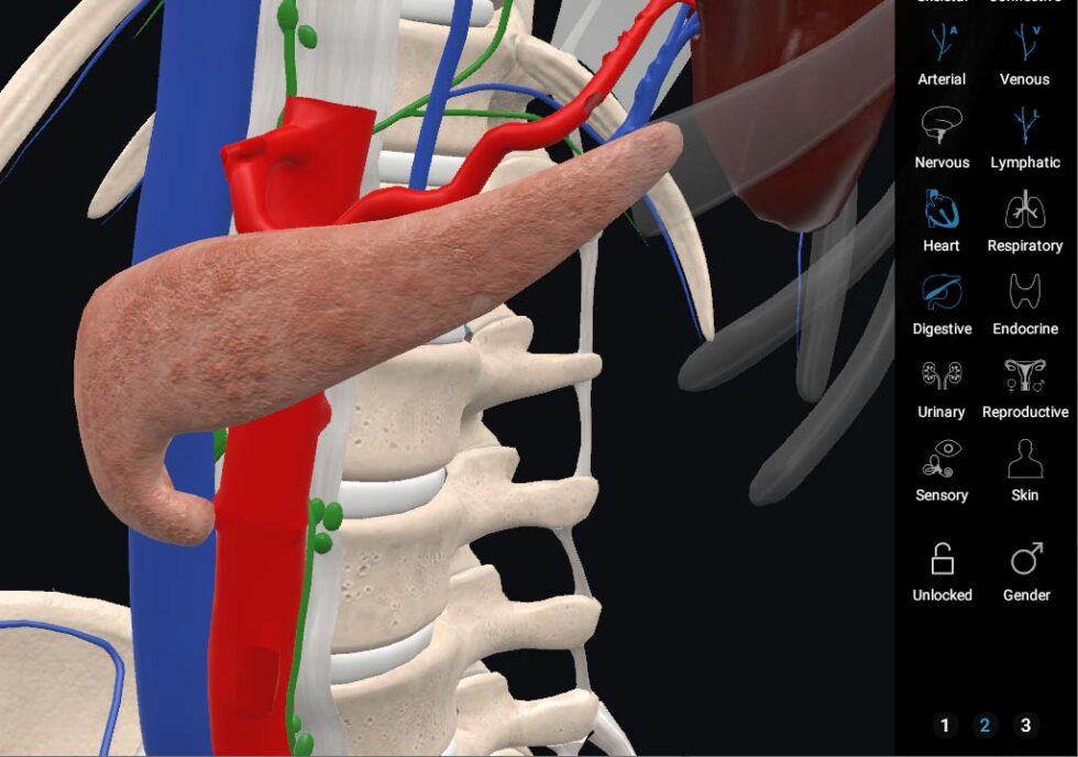 3D Organon for Educators - 3D ORGANON