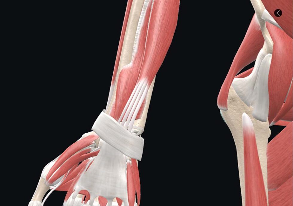 3D Organon for Educators | 3D ORGANON