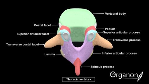 The striking structure of the vertebral column and relationships with ...
