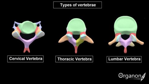 The striking structure of the vertebral column and relationships with ...