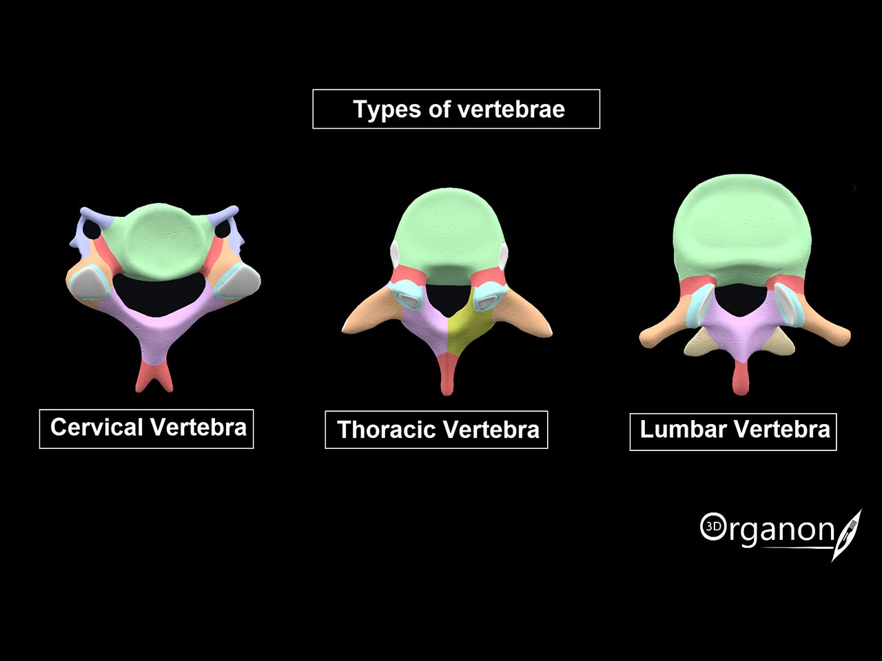 Vertebral column - Body Landmarks