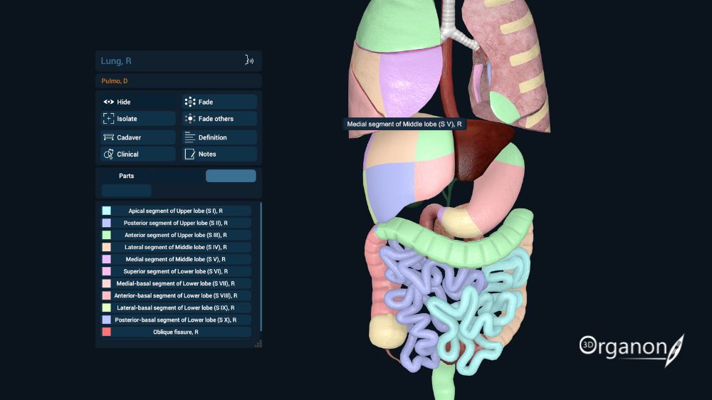 Introducing 3D Organon's Organ Mapping Feature | 3D ORGANON