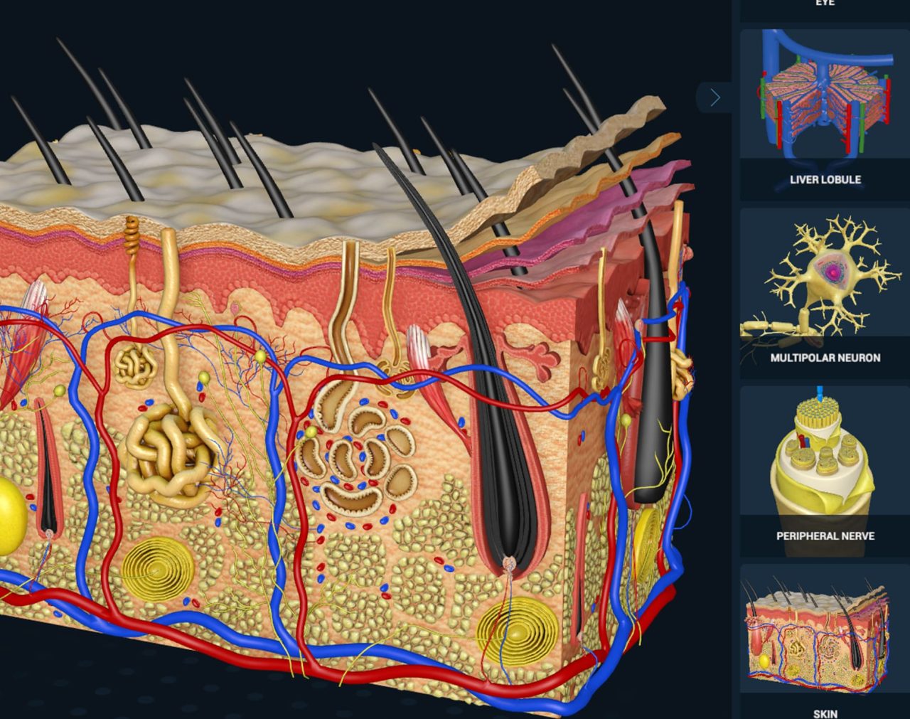 3D Organon Professionals