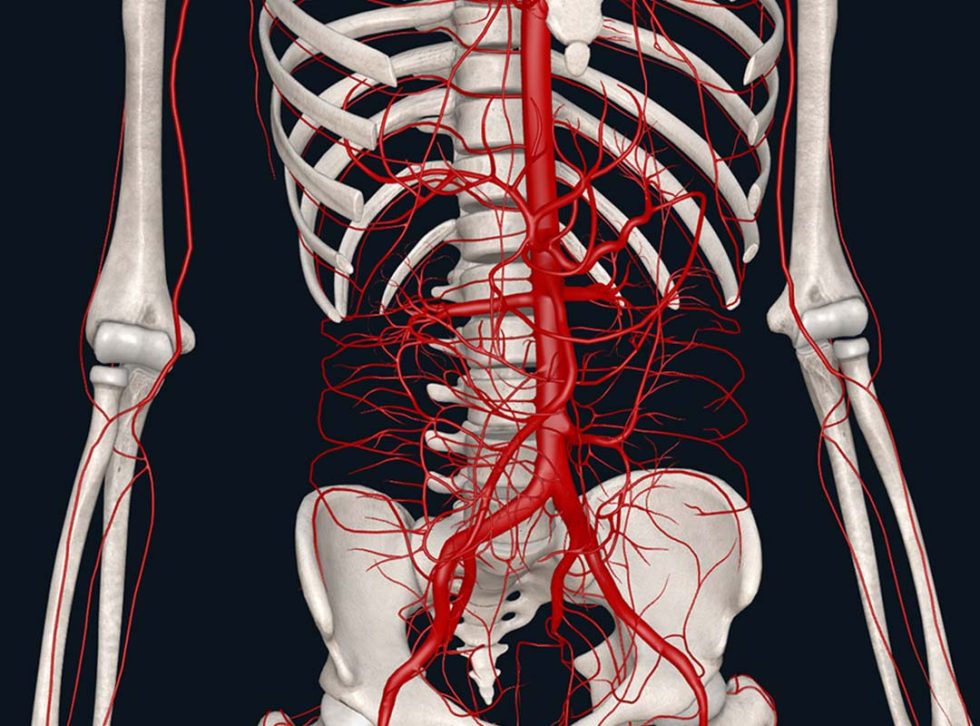 Anatomy