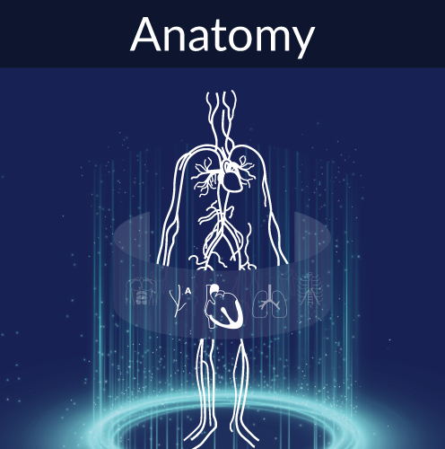 Anatomy