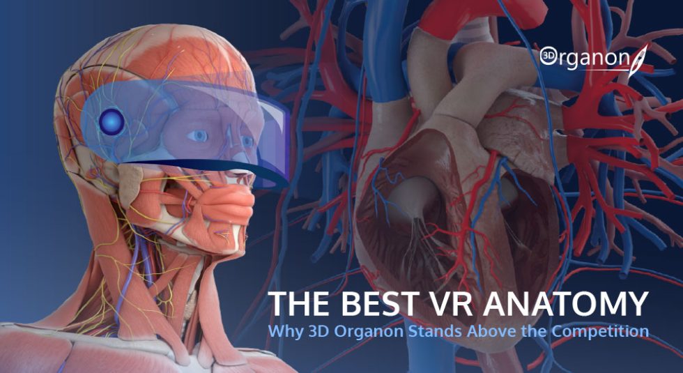 The Best VR Anatomy Software